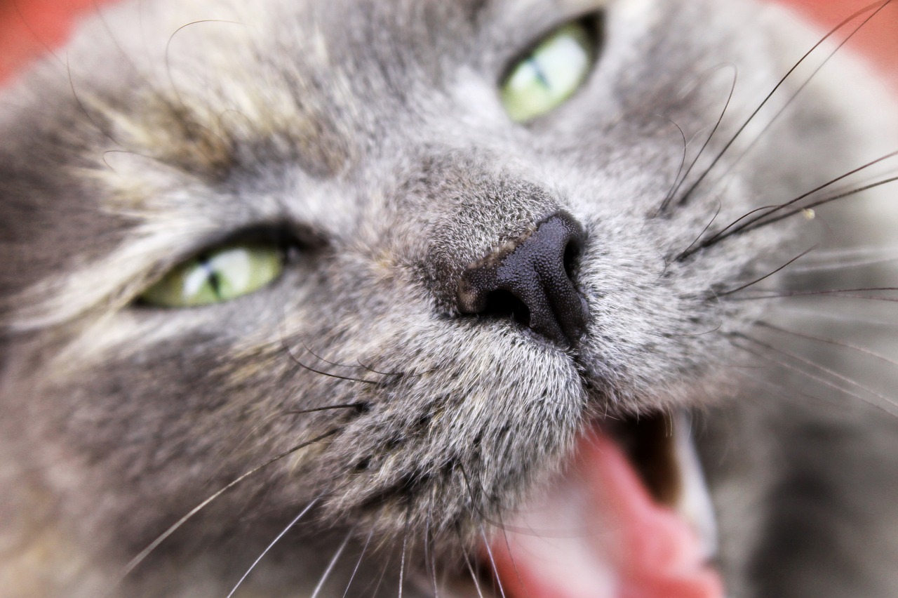 What Does My Cat's Aggression Mean? – Valley Veterinary Clinic